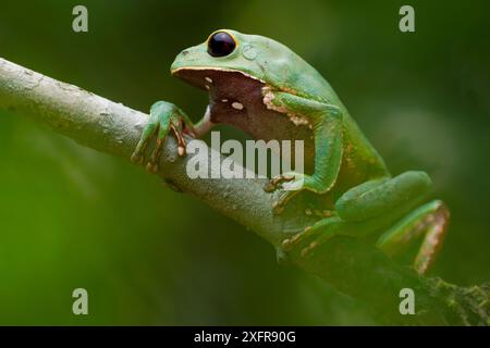 Black-eyed Monkey Frog (Phyllomedusa camba), Tambopata National Reserve ...