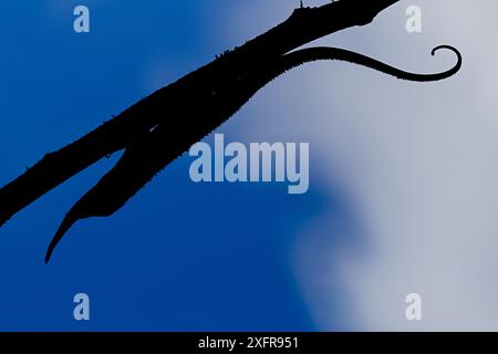 Horned Anole (Anolis proboscis) males confronting on branch, Mindo ...