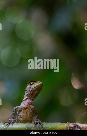 Amazon broad-headed wood lizard (Enyalioides laticeps) - Yasuni ...