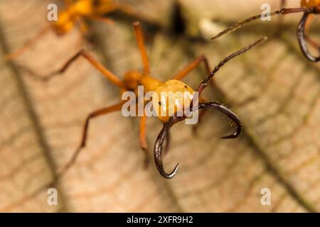 Army ants (Eciton hamatum) soldiers patrolling near the pathway of ...