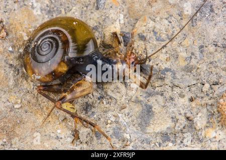 Carnivorous land snail (Oxychilus sp.) eating a cave cricket ...