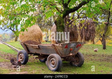 Europe, Romania. Hay wagon and rooster Stock Photo - Alamy