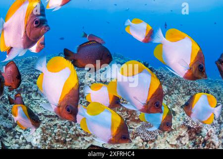 Pyramid butterflyfish, Hemitaurichthys polylepis, Saipan, Micronesia ...