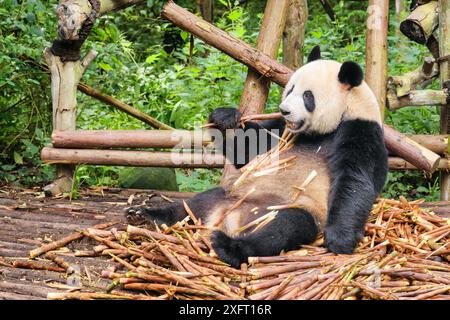 Amazing panda bear with bamboo shoots Stock Photo - Alamy