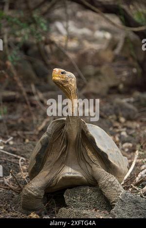 Floreana giant tortoise hybrid descendant (Chelonoidis elephantopus ...
