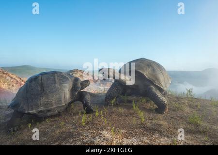 Alcedo giant tortoises (Chelonoidis vandenburghi), squabbling, Alcedo ...