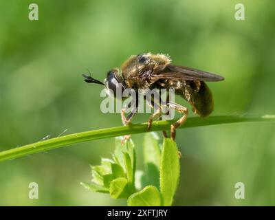 Hoverfly (Microdon devius) a rare species of chalk grassland who's ...
