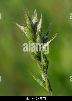 Interrupted brome (Bromus interruptus) very rare grass that is endemic ...