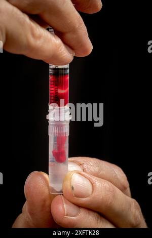 Platypus (Ornithorhynchus anatinus) blood taken from an anaesthetised ...