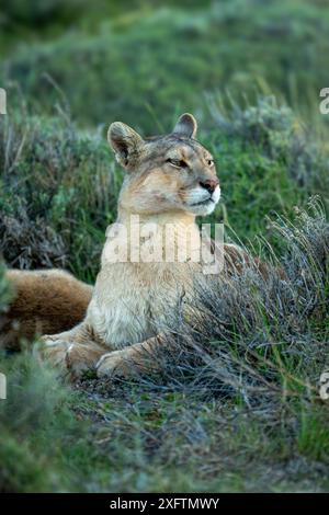 Puma (Puma concolor) lies with catchlight among low bushes in Torres ...