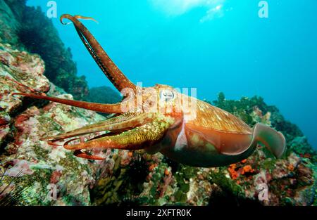 Cuttlefish, Sepia pharaonis, Burma, Myanmar, Birma, Indian ocean ...
