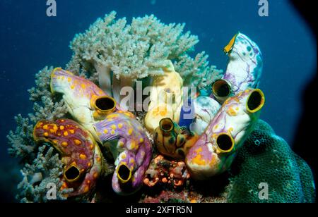 Sea squirt, Ascidia, Indonesia, Indian Ocean, Komodo National Park ...