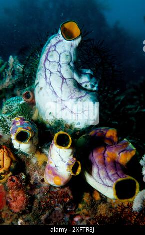 Sea squirt, Ascidia, Indonesia, Indian Ocean, Komodo National Park ...