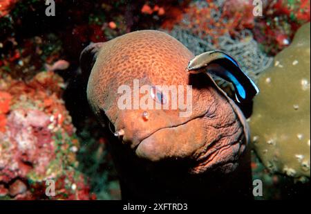 Cleaner wrasse cleaning Yellow-margined moray, Labroides dimidiatus ...