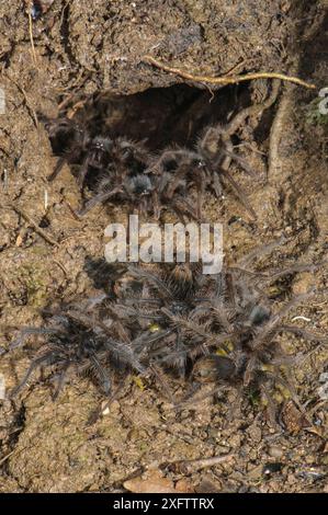 Peruvian Tarantula (Pamphobeteus sp.) young and Humming Frog ...