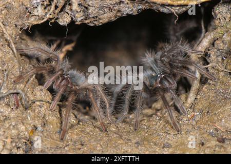 Peruvian Tarantula (Pamphobeteus sp.) young and Humming Frog ...