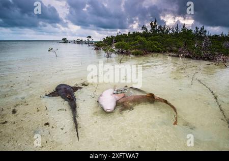 Nurse sharks (Ginglymostoma cirratum) three in a courtship dance at ...