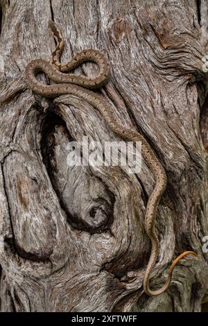 Mopane snake (Hemirhagerrhis nototaenia) on the trunk of a tree ...