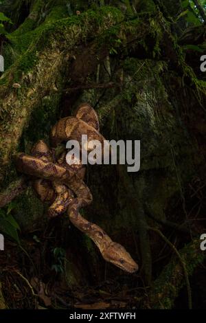 Ringed tree boa (Corallus annulatus) La Selva Biological Station, Costa ...