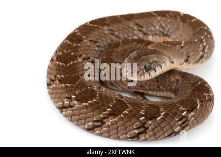 Snouted night adder (Causus defilippi) Greater Gorongosa Ecosystem ...