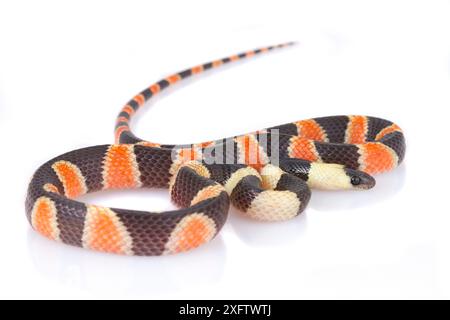 Calico snake (Oxyrhopus petolarius) juvenile from La Selva Biological ...