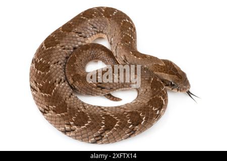 Night adder (Causus defilippi) Greater Gorongosa Ecosystem, Mozambique ...