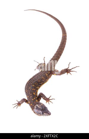 Lepidophyma flavimaculatum, the yellow-spotted tropical night lizard ...