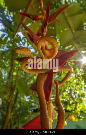 Speckled tree snake (Imantodes inornatus) on a heliconia flower, La ...