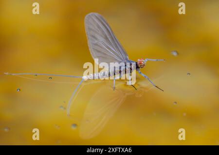 Blue winged olive mayfly ( Baetis tricaudatus) male dead on water after ...