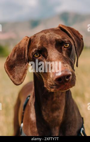 Chocolate Brown Labrador mixed breed mutt rescue dog panting Stock ...