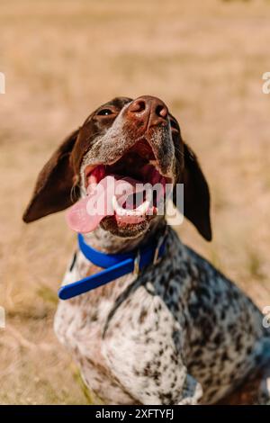 German Shorthaired Pointer (Canis familiaris) male with docked tail ...