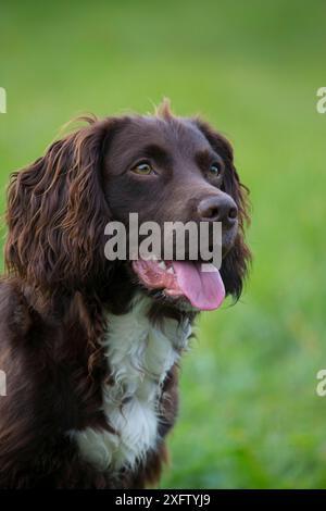 chocolate working english cocker spaniel dog in the garden with flowers ...