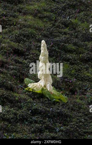 Noble rhubarb (Rheum nobile) plant, Sikkim, India Stock Photo - Alamy