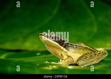 Himalayan tree frog (Polypedates maculatus), sitting on leaf, profile ...