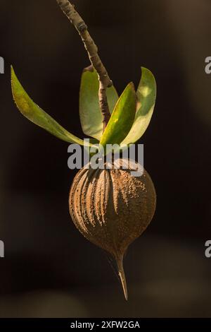 Tea mangrove (Pelliciera rhizophorae) seed, Pochote Estuary, Costa Rica ...