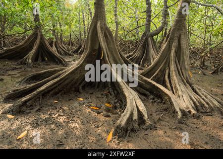 Tea mangroves (Pelliciera rhizophorae) Pochote Estuary, Costa Rica ...