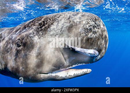 head of a sperm whale underwater, sperm whale underwater, Physeter catodon, Physeter ...