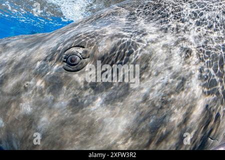Sperm Whale Eye, Physeter macrocephalus, Caribbean Sea, Dominica Stock ...