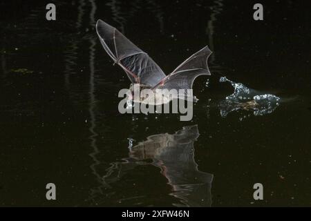 Banana bat (Neoromicia nana) drinking from pond at night. Gorongosa ...