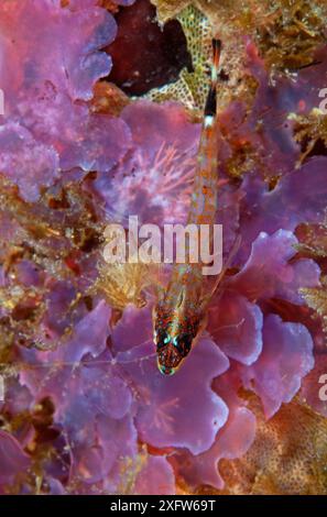 Lizard triplefin (Crocodilichthys gracilis), Angel de la Guarda Island ...