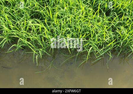 Seeding rice plants before moving them to rice fields for enlargement ...