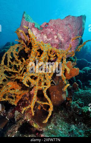 Golden Zoanthid on Green Finger Sponge, Iotrochota birotulata Stock ...