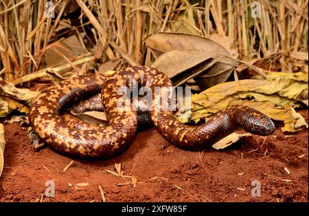 Calabar burrowing boa snake (Calabaria reinhardtii) in defensive ball ...