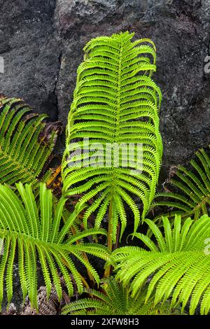 green fern (Leptosporangiate ferns) plant leaves detail Stock Photo - Alamy