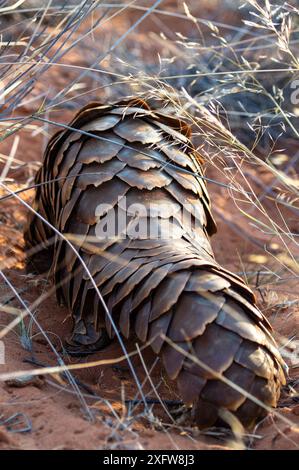 Pangolin foraging for food in the Kalahari Stock Photo - Alamy