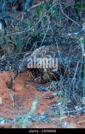 Pangolin foraging for food in the Kalahari Stock Photo - Alamy