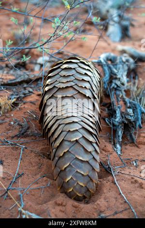 Pangolin foraging for food in the Kalahari Stock Photo - Alamy