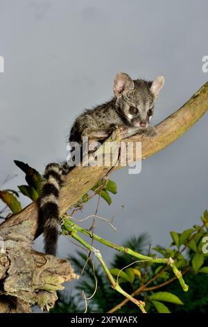 Common genet (Genetta genetta) juveniles in tree, Togo. Controlled ...