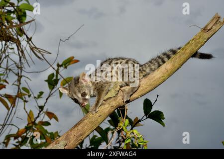 Common genet (Genetta genetta) juvenile in tree, Togo. Controlled ...