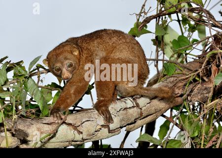Potto (Perodicticus potto) in tree, Togo. Captive Stock Photo - Alamy